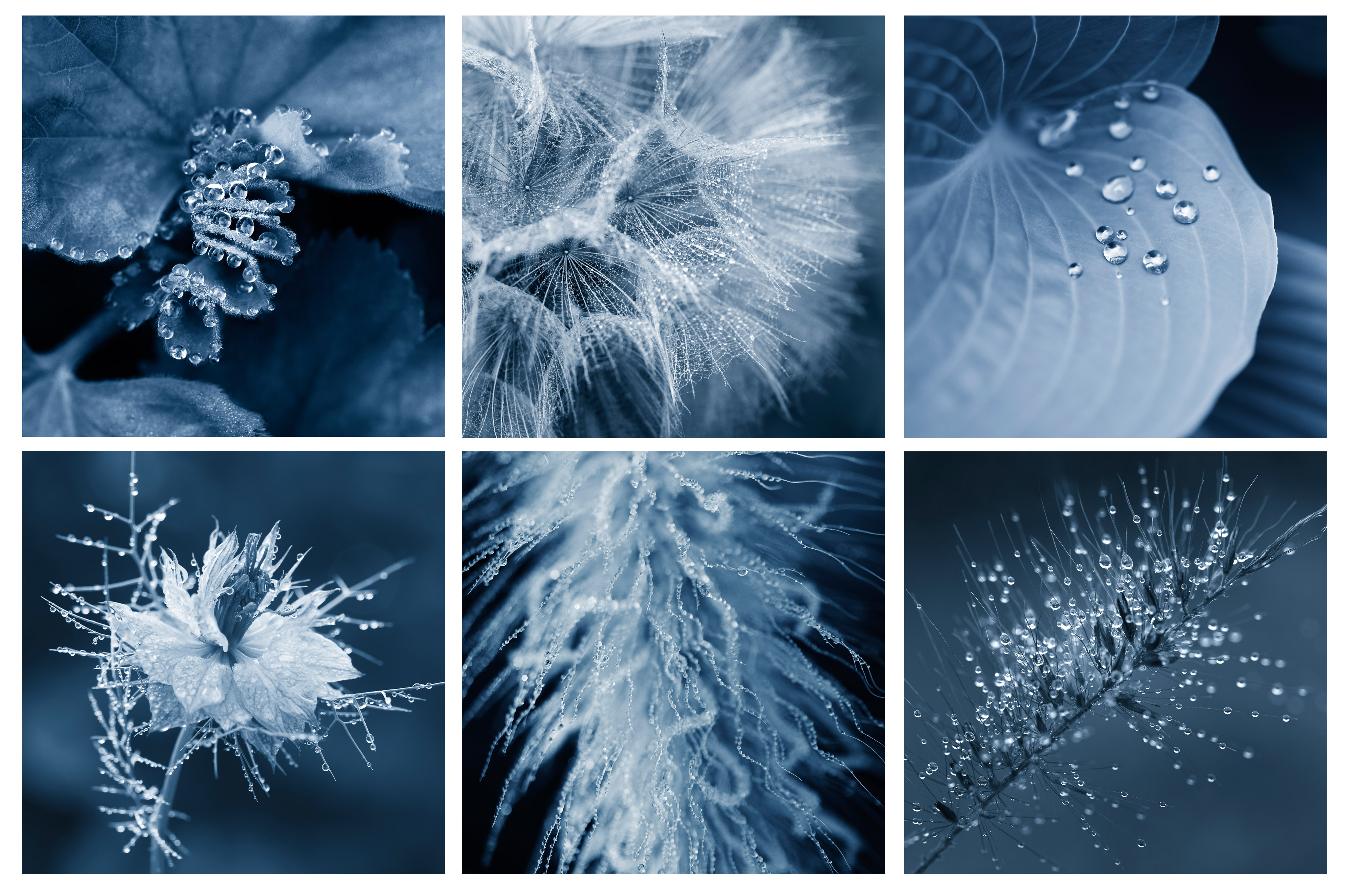 International Garden Photography of the Year 17