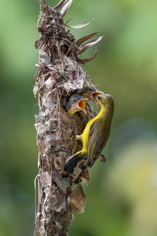 Chue Eain Khant LRPS