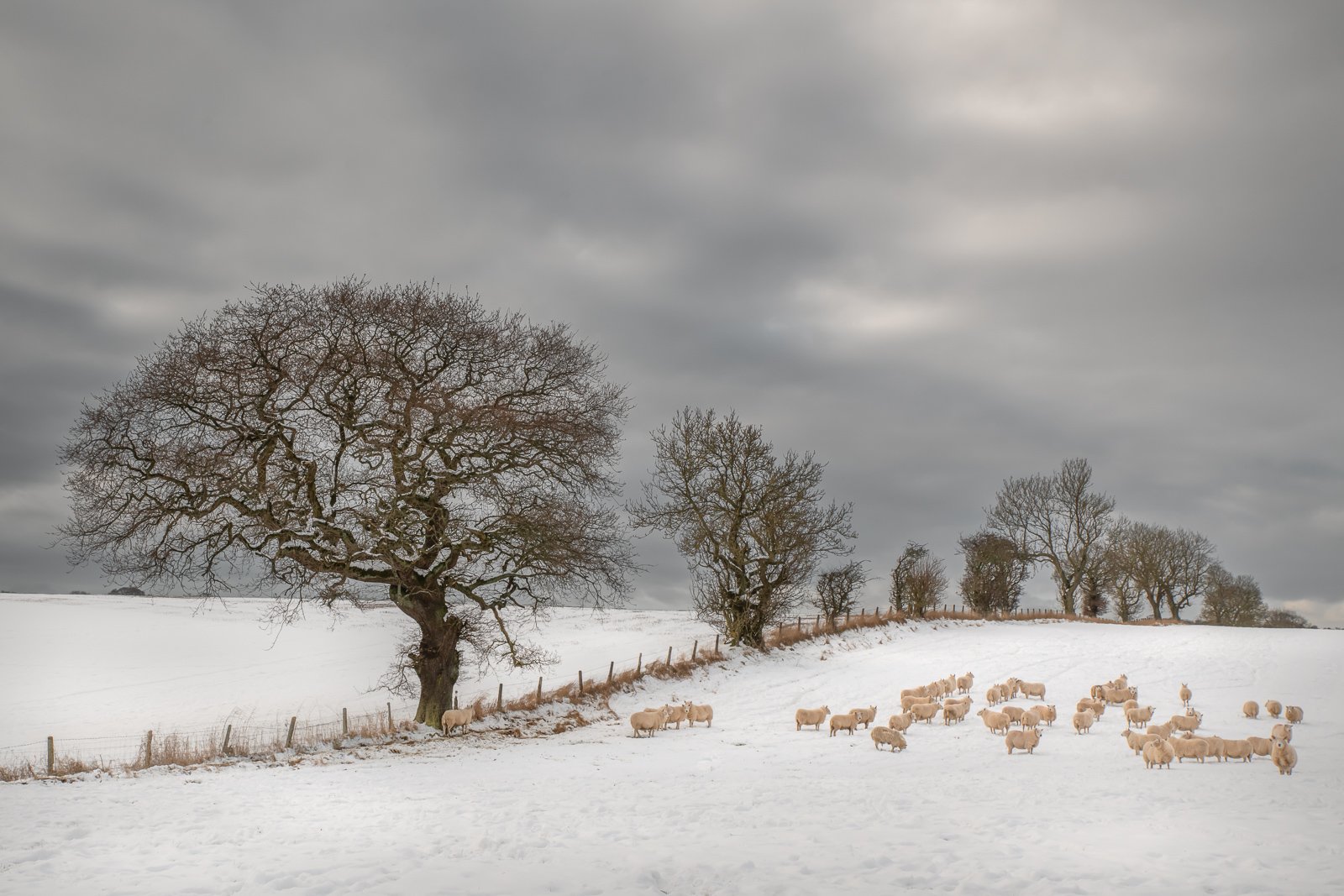 Scotland Monthly Competition