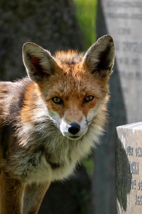 Sally Kitchingman LRPS