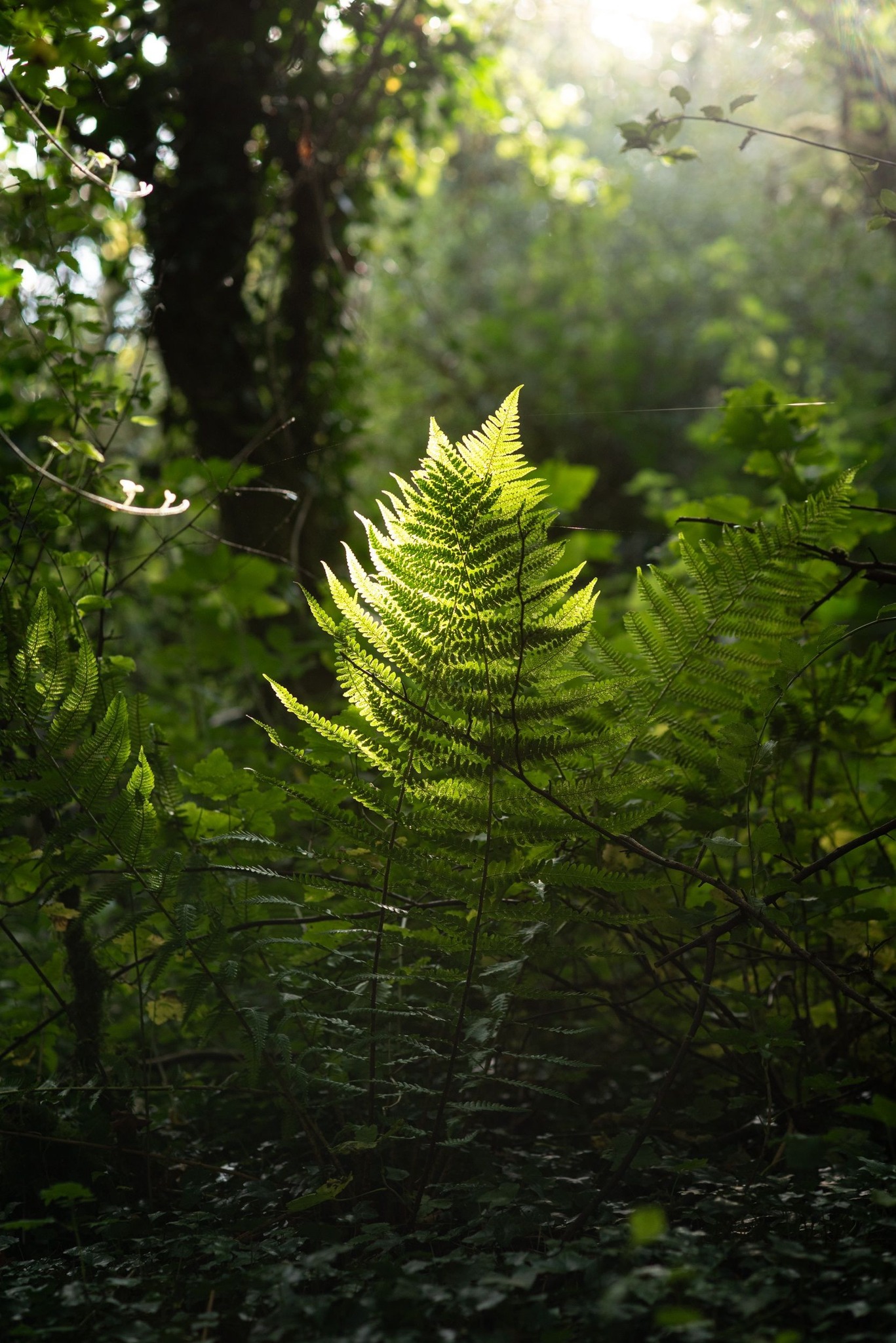 Members Festive Photo Challenge