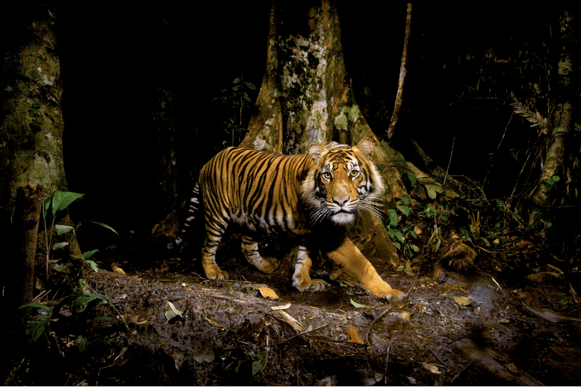 Five images of tigers facing extinction