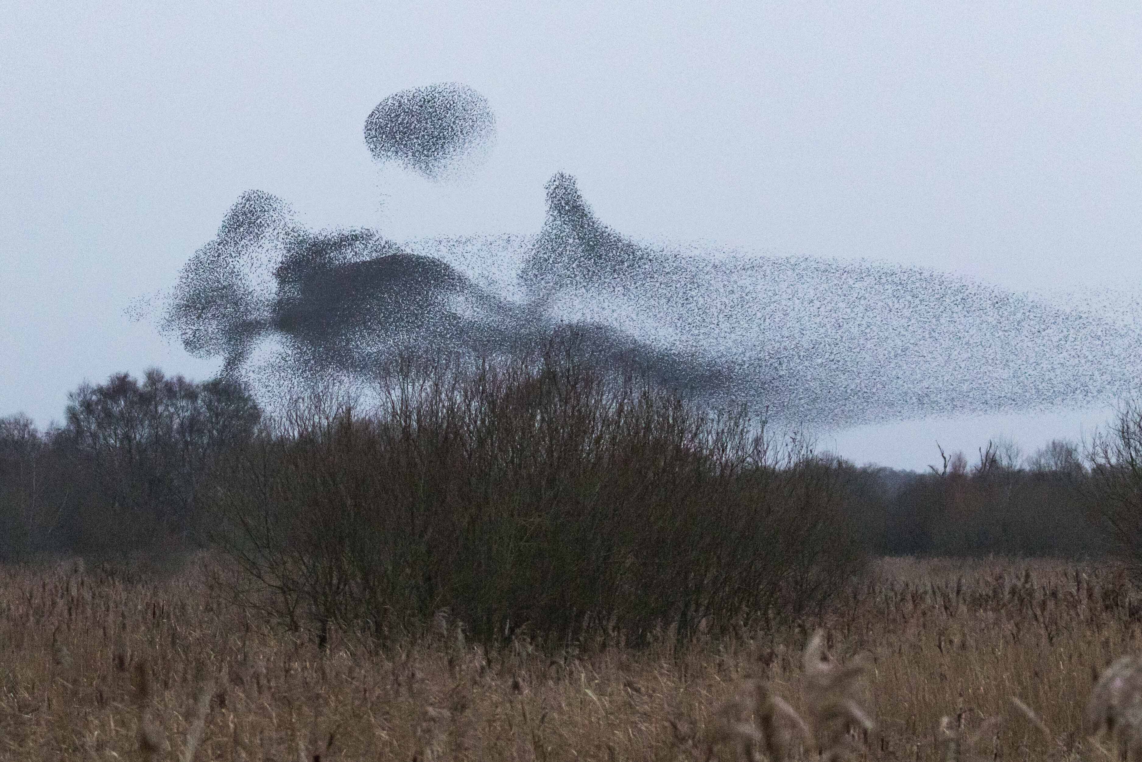 Field Trip to Ham Wall for Starling Murmuration