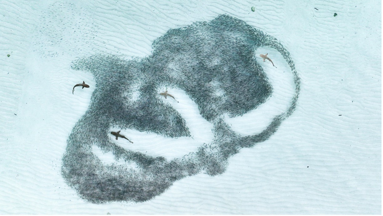 The Royal Photographic Society - Home - RPS