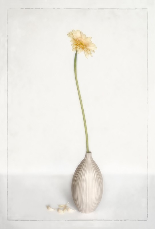 Adele Gibson Article