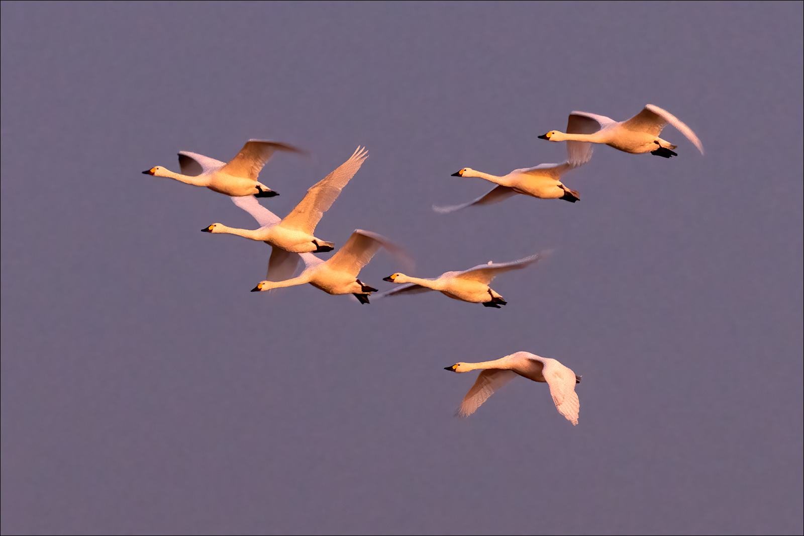 Swans Spectacular and Outing to Welney WWT