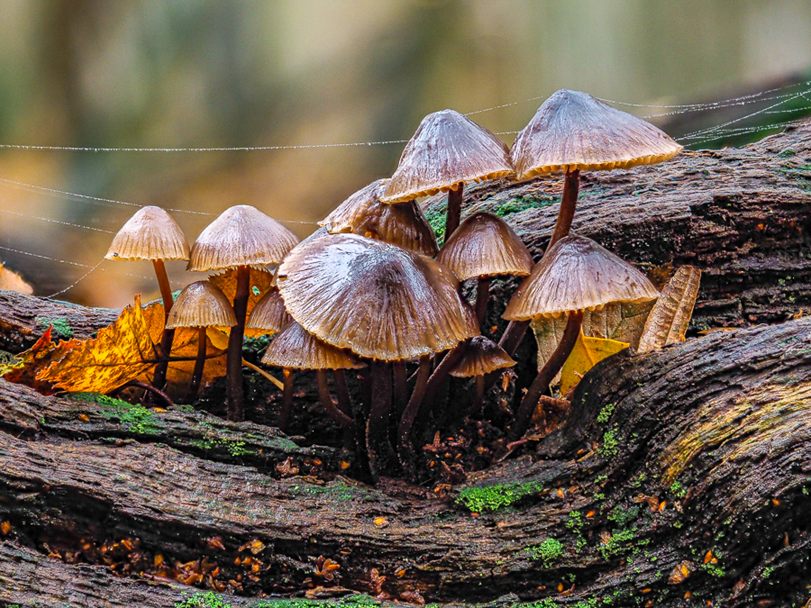 Epping Forest Fungi