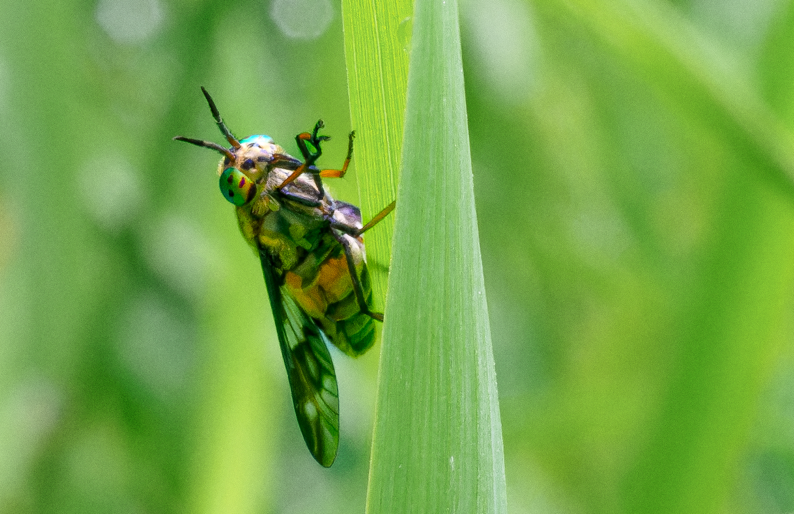 Focus Stacking and Macro at WWT Welney