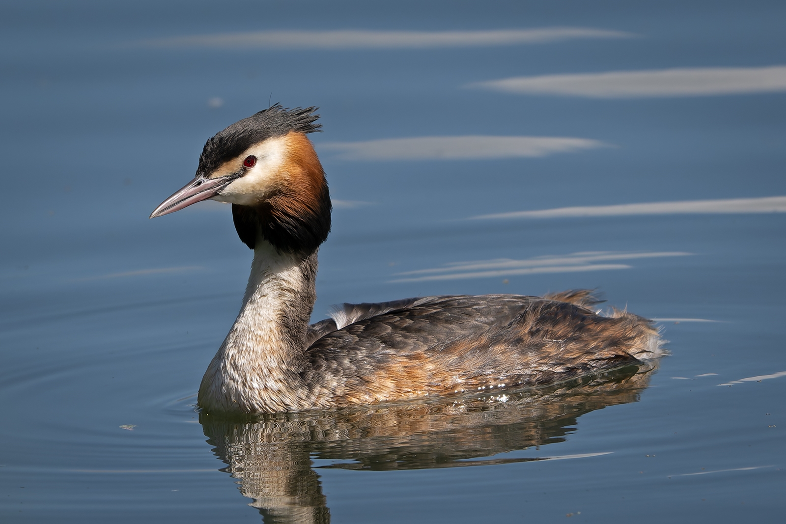 Nature Group Visit to Stanwick Lakes