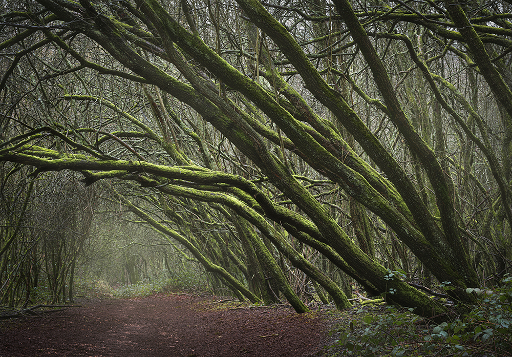 Tree Tunnels of Banstead Heath (Another View)